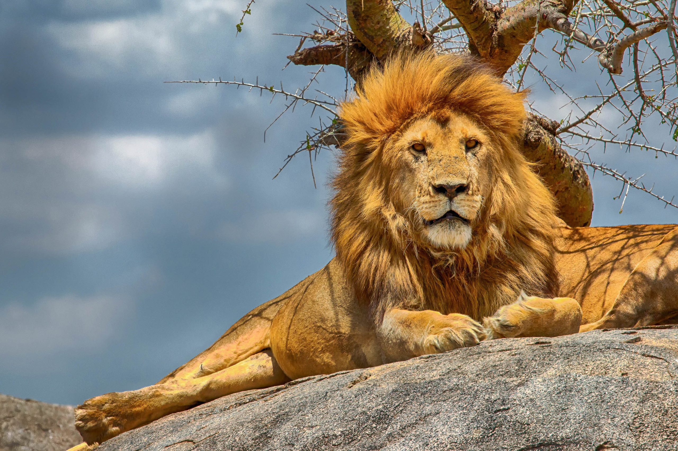 Serengeti National Park – Ym Travel and Tours Company Limited